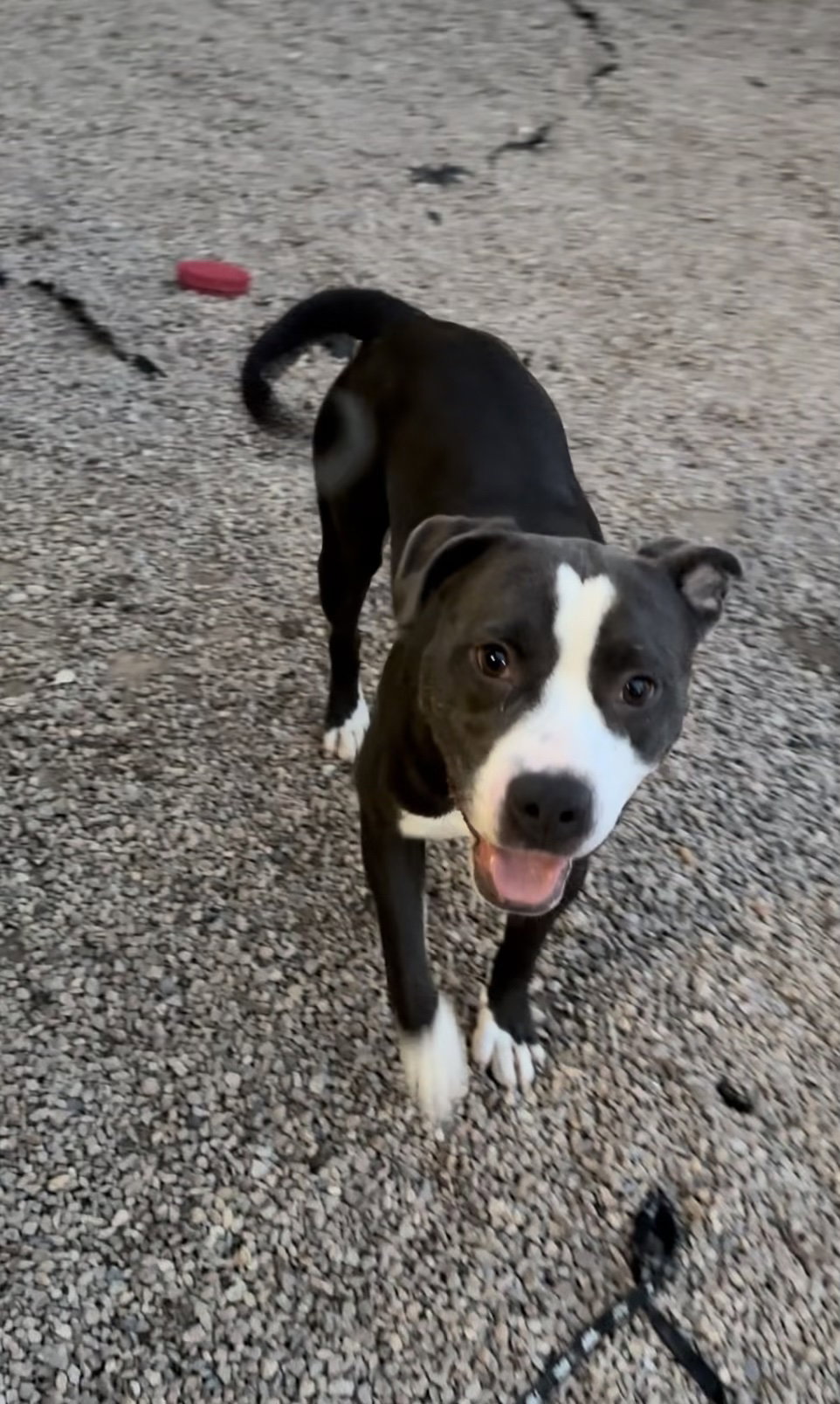Dog for Adoption - Mary Rocker 56487, a American Pit Bull Terrier in ...