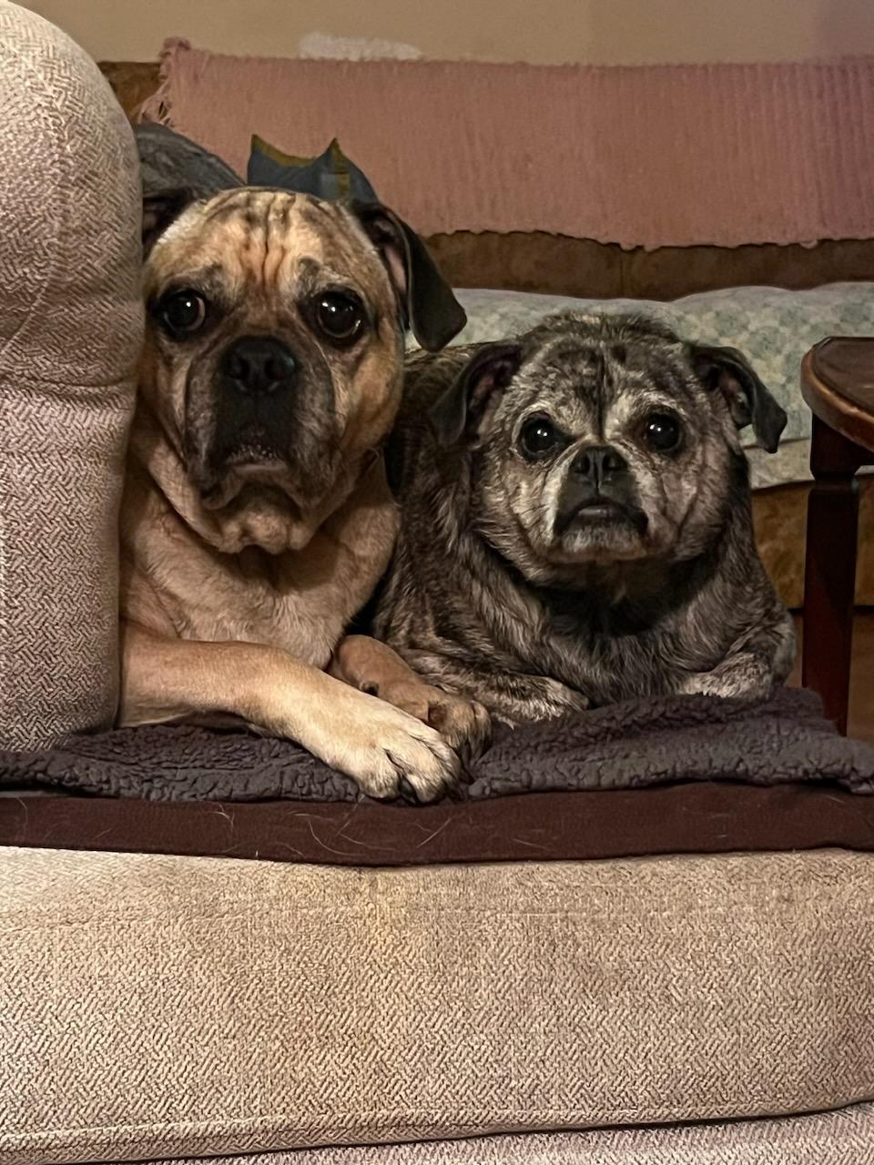 Dog for Adoption - Bea and Blake, a Pug in Cape Canaveral, FL | Alpha Paw