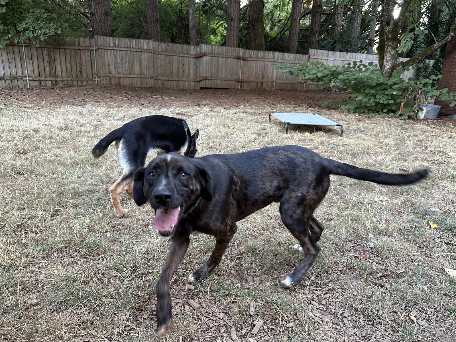 Dog for Adoption - Tigger, a German Shorthaired Pointer in Polk County ...