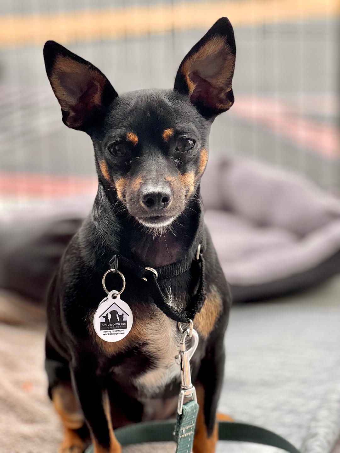 Dog for Adoption - Pip, a Miniature Pinscher in Lincoln County, OR ...