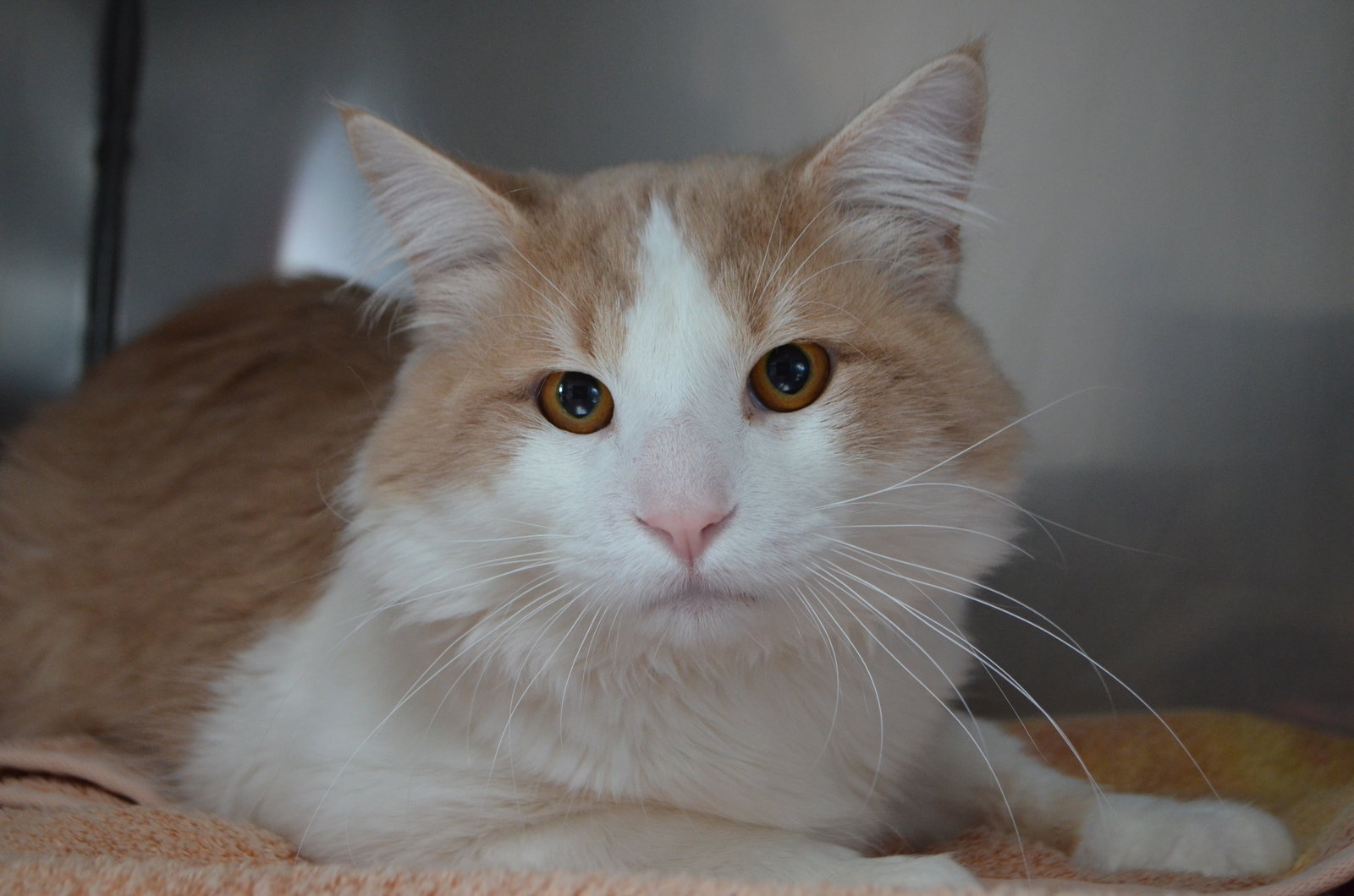 Cat adoption in Lancaster, PA 17603: Domestic Medium Hair (medium coat ...