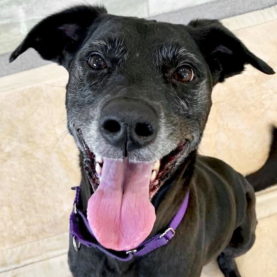 Adoptable Dogs — Humane Society of Jefferson County, Wisconsin