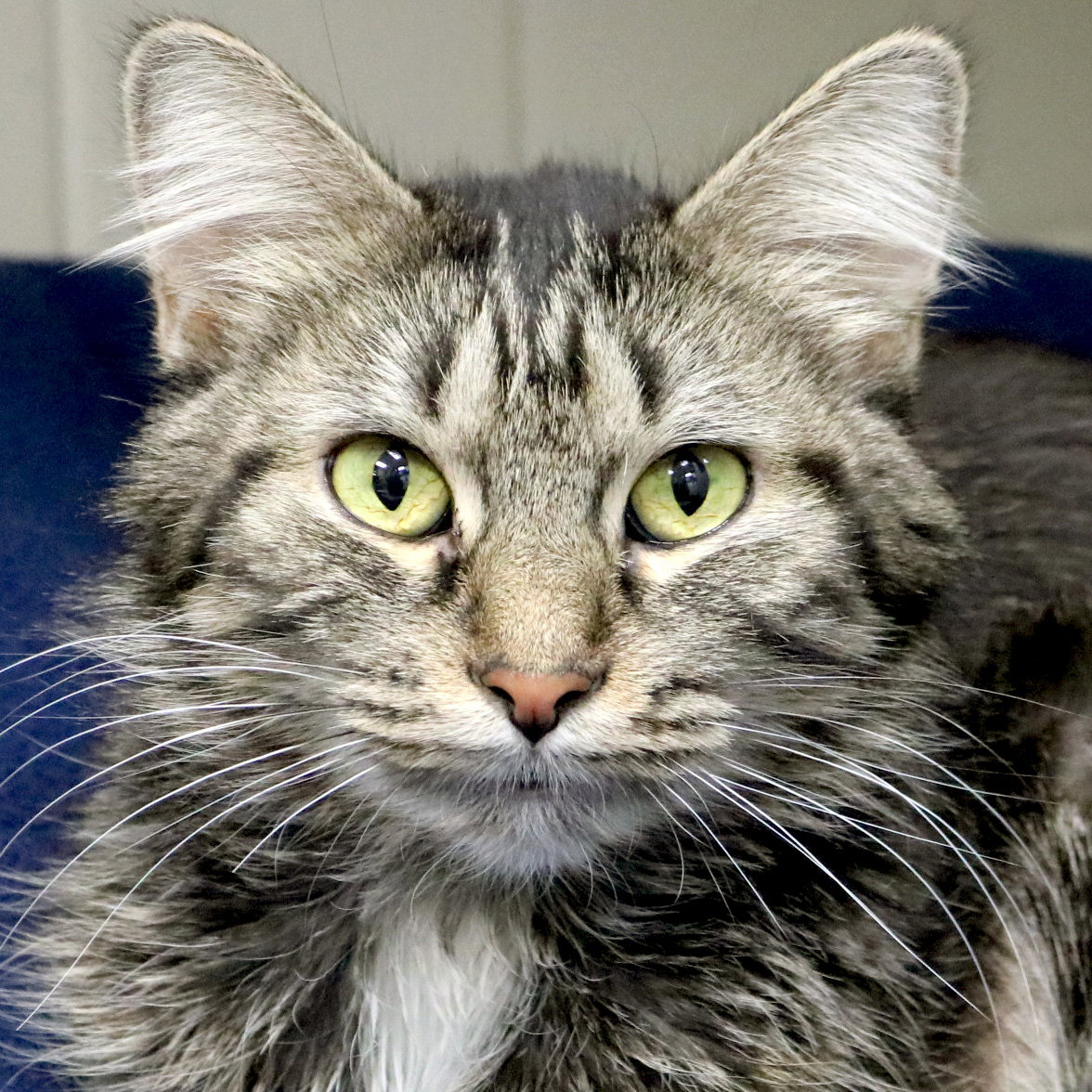 Adoptable Cats — Humane Society of Jefferson County, Wisconsin