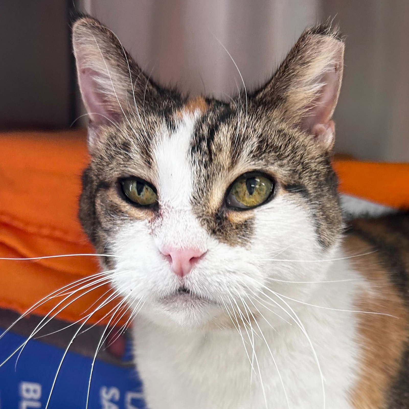 Adoptable Cats – Humane Society of Jefferson County