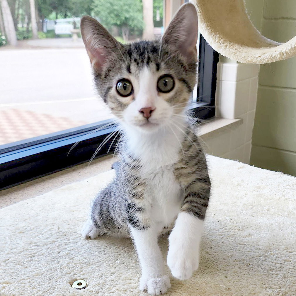 Adoptable Cats — Humane Society of Jefferson County, Wisconsin