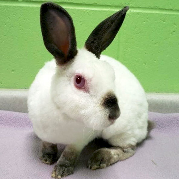 Adoptable Small, Furry and Feathered Animals — Humane Society of ...