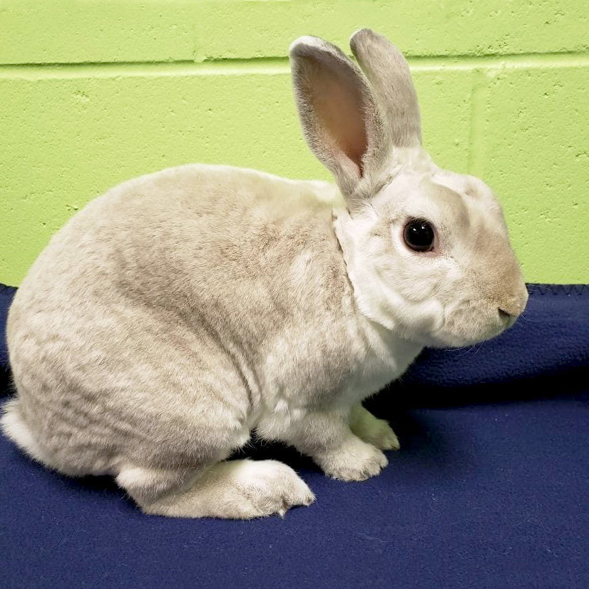 Adoptable Small, Furry and Feathered Animals — Humane Society of ...