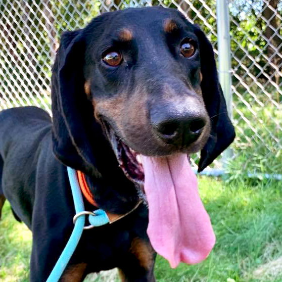 Adoptable Dogs — Humane Society of Jefferson County, Wisconsin