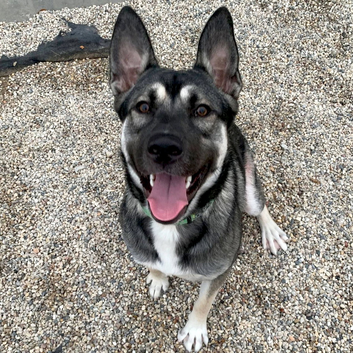 Dog for Adoption - Haku, a German Shepherd Dog in Milwaukee County, WI ...