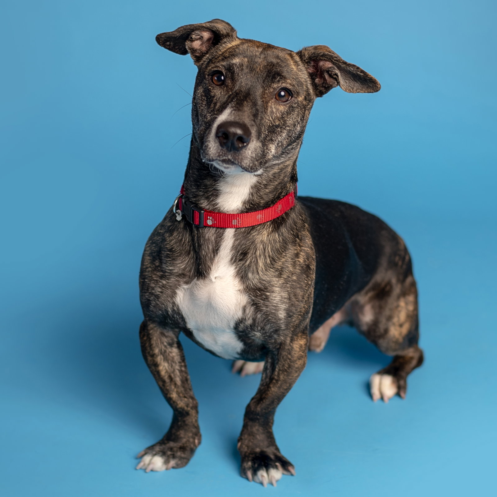 Adoptable Dogs — Humane Society of Jefferson County, Wisconsin