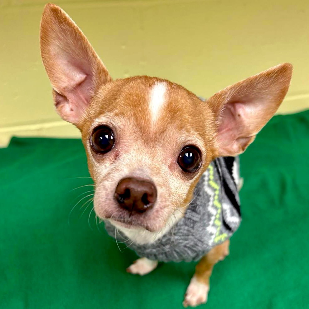 Adoptable Dogs — Humane Society of Jefferson County, Wisconsin