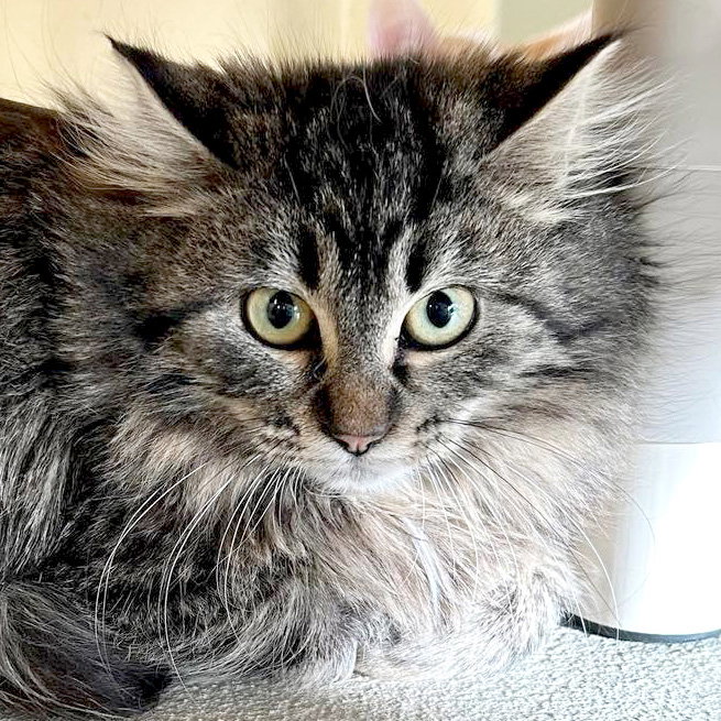 Adoptable Cats — Humane Society of Jefferson County, Wisconsin