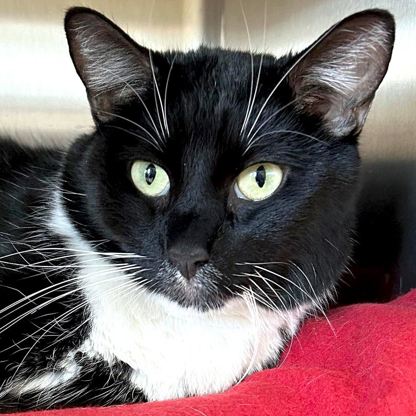Adoptable Cats — Humane Society of Jefferson County, Wisconsin