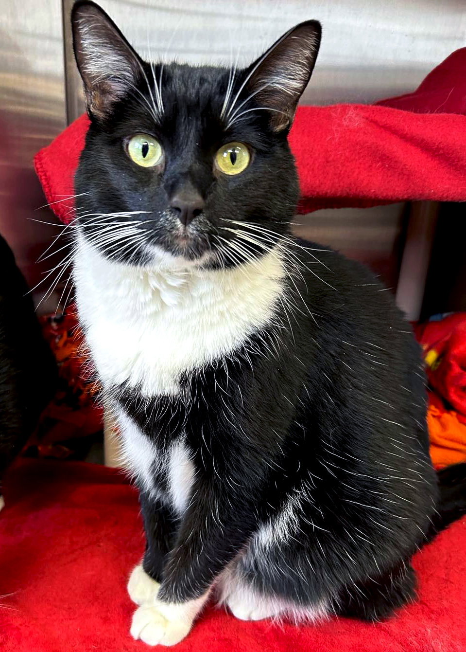 Cats for Adoption in Lodi, Wisconsin | Alpha Paw