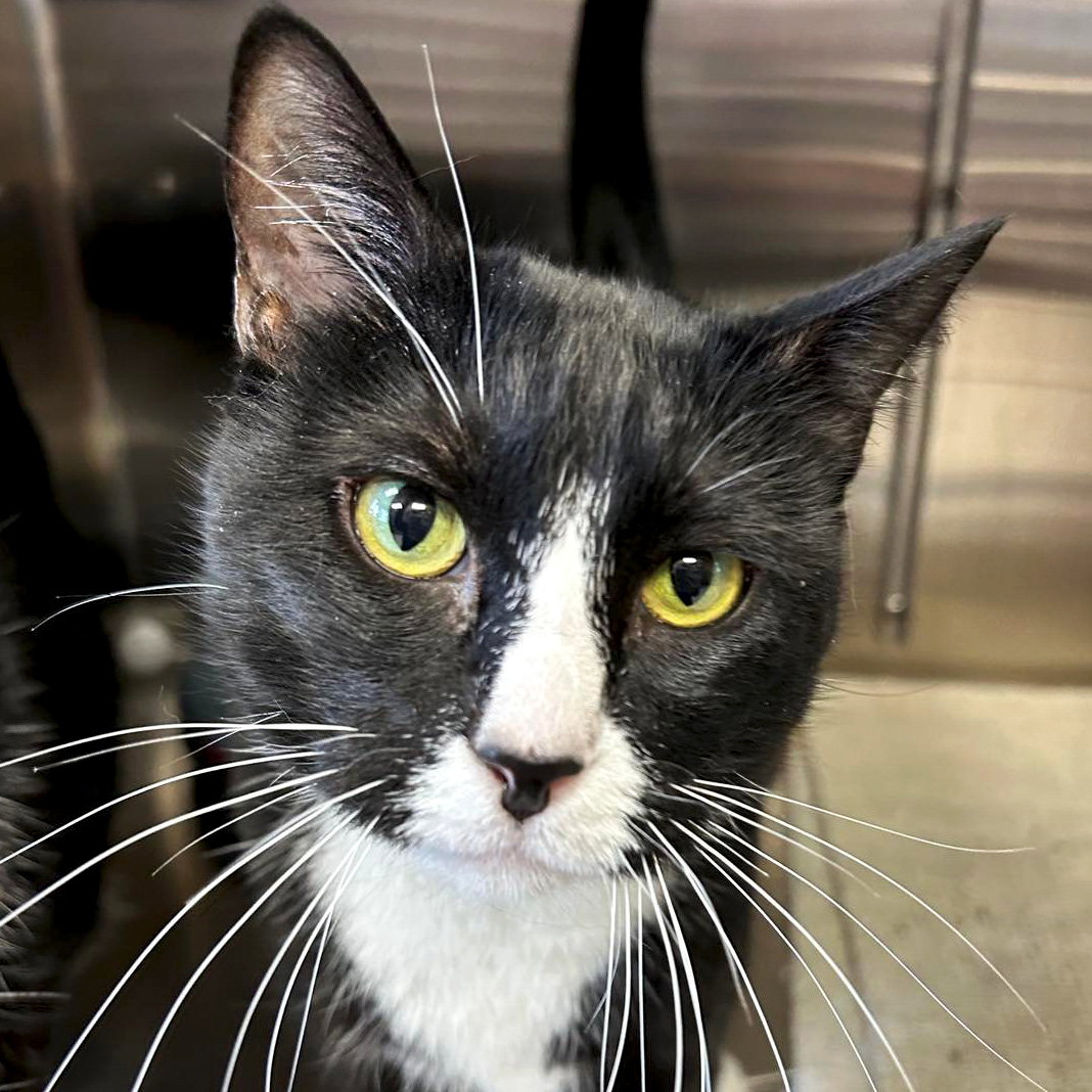 Cats for Adoption in Lodi, Wisconsin | Alpha Paw