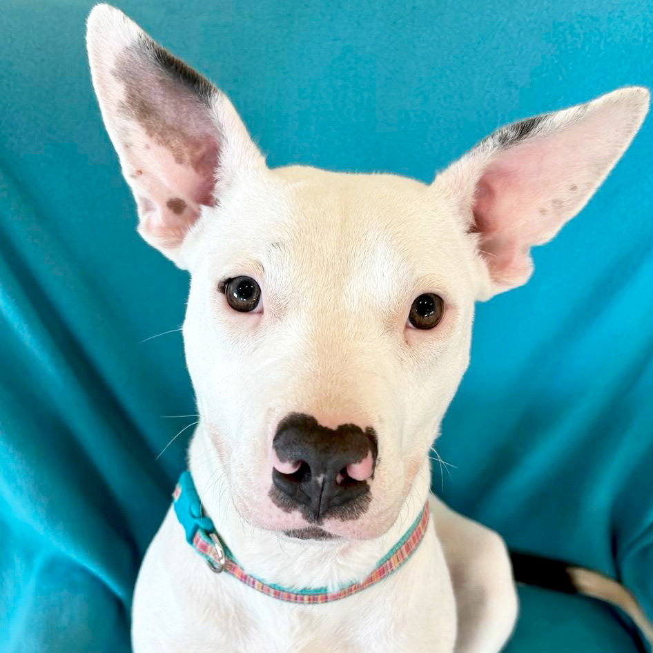 Adoptable Dogs — Humane Society of Jefferson County, Wisconsin