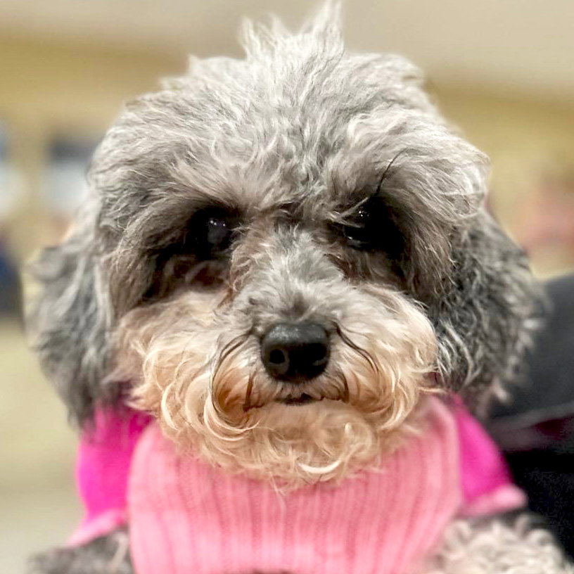 Adoptable Dogs — Humane Society of Jefferson County, Wisconsin