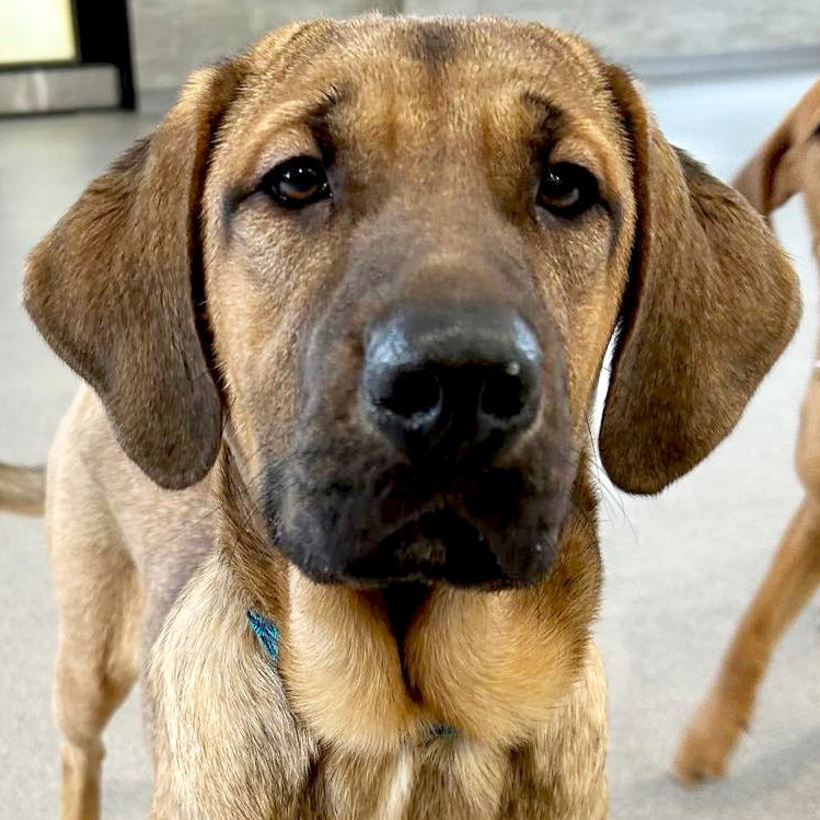 Adoptable Dogs — Humane Society of Jefferson County, Wisconsin