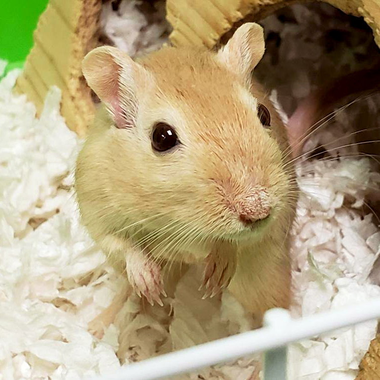 Adoptable Small, Furry and Feathered Animals — Humane Society of ...