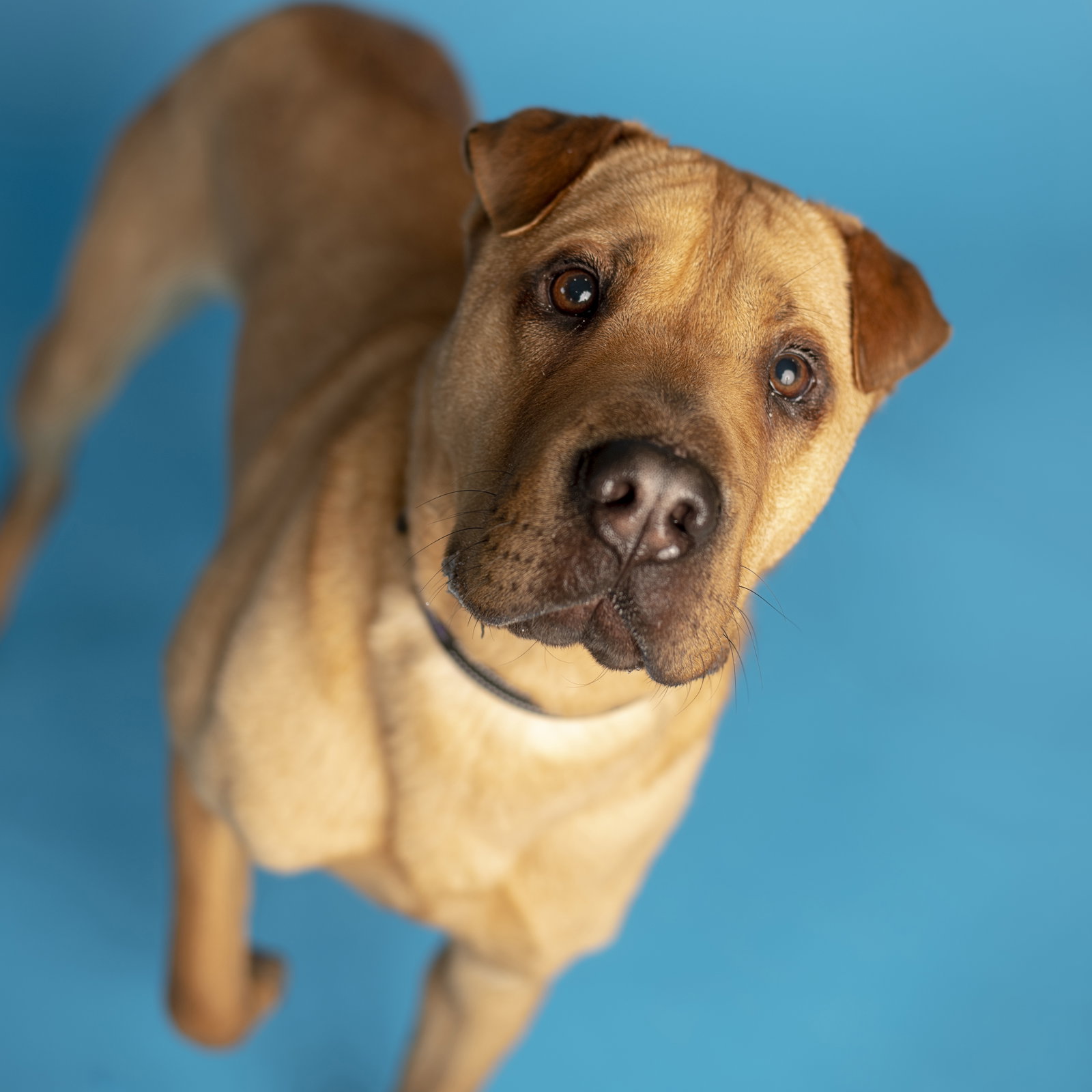 Adoptable Dogs — Humane Society of Jefferson County, Wisconsin