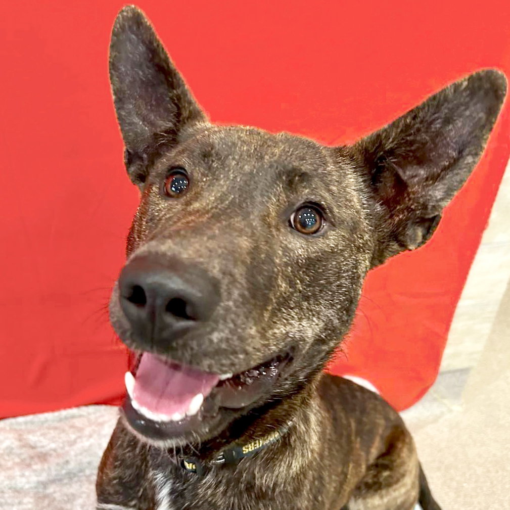 Adoptable Dogs — Humane Society of Jefferson County, Wisconsin