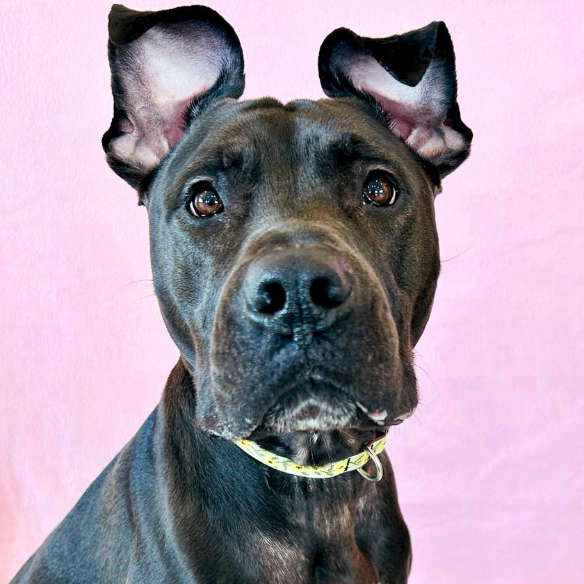 Adoptable Dogs — Humane Society of Jefferson County, Wisconsin