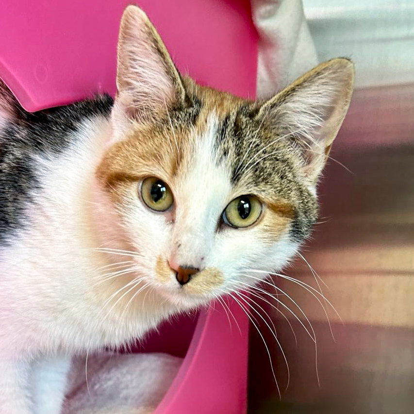 Adoptable Cats — Humane Society of Jefferson County, Wisconsin