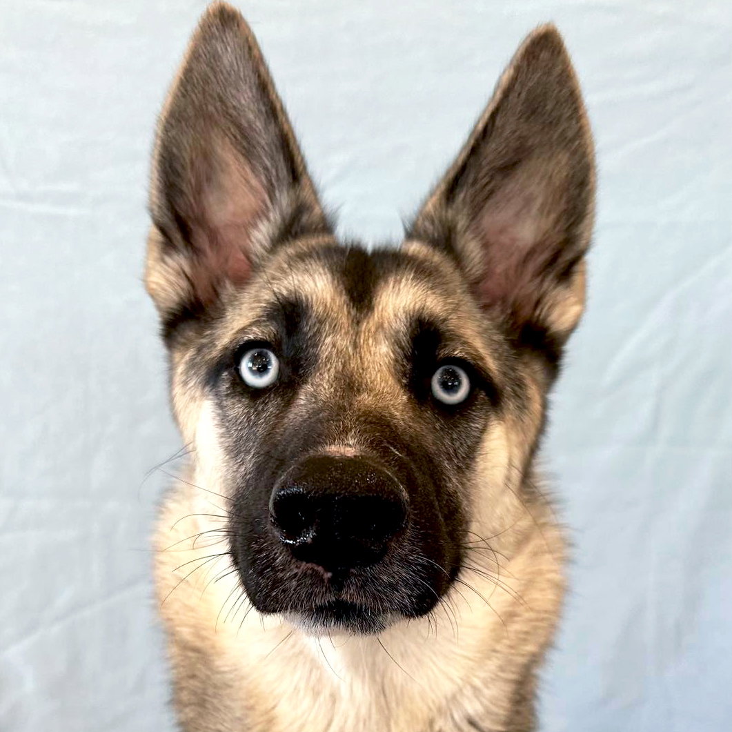 Adoptable Dogs — Humane Society of Jefferson County, Wisconsin