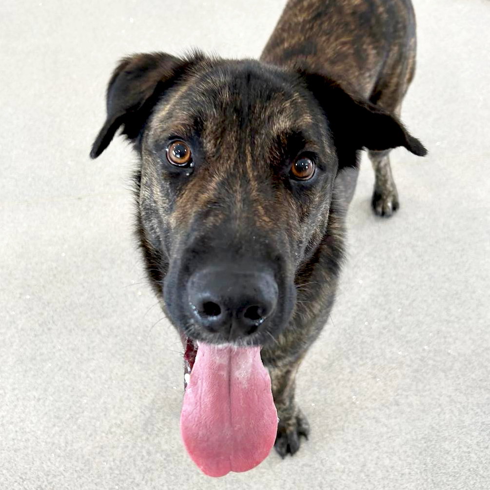 Adoptable Dogs — Humane Society of Jefferson County, Wisconsin