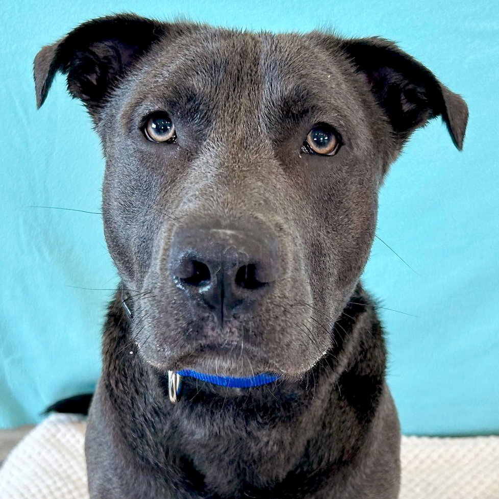Adoptable Dogs – Humane Society of Jefferson County