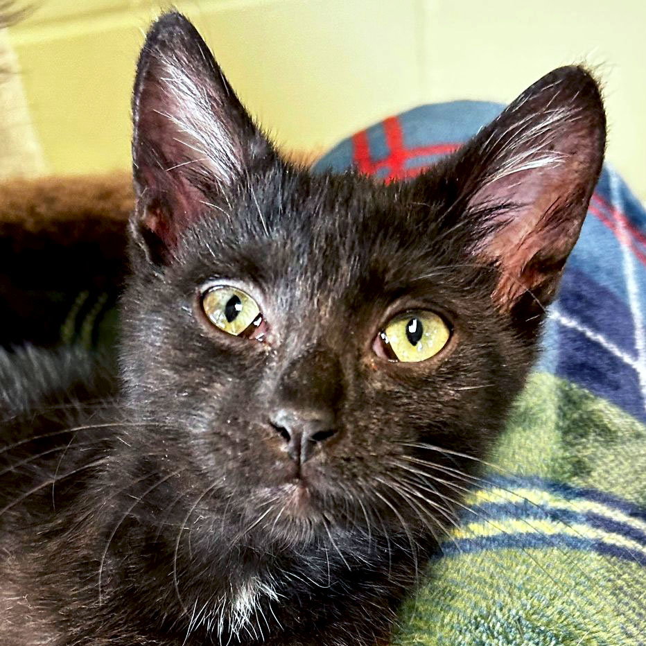 Adoptable Cats — Humane Society of Jefferson County, Wisconsin