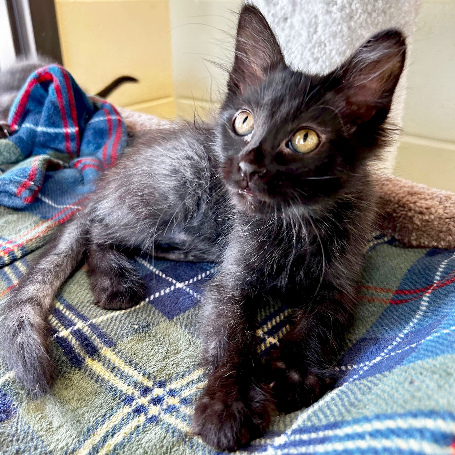 Adoptable Cats — Humane Society of Jefferson County, Wisconsin