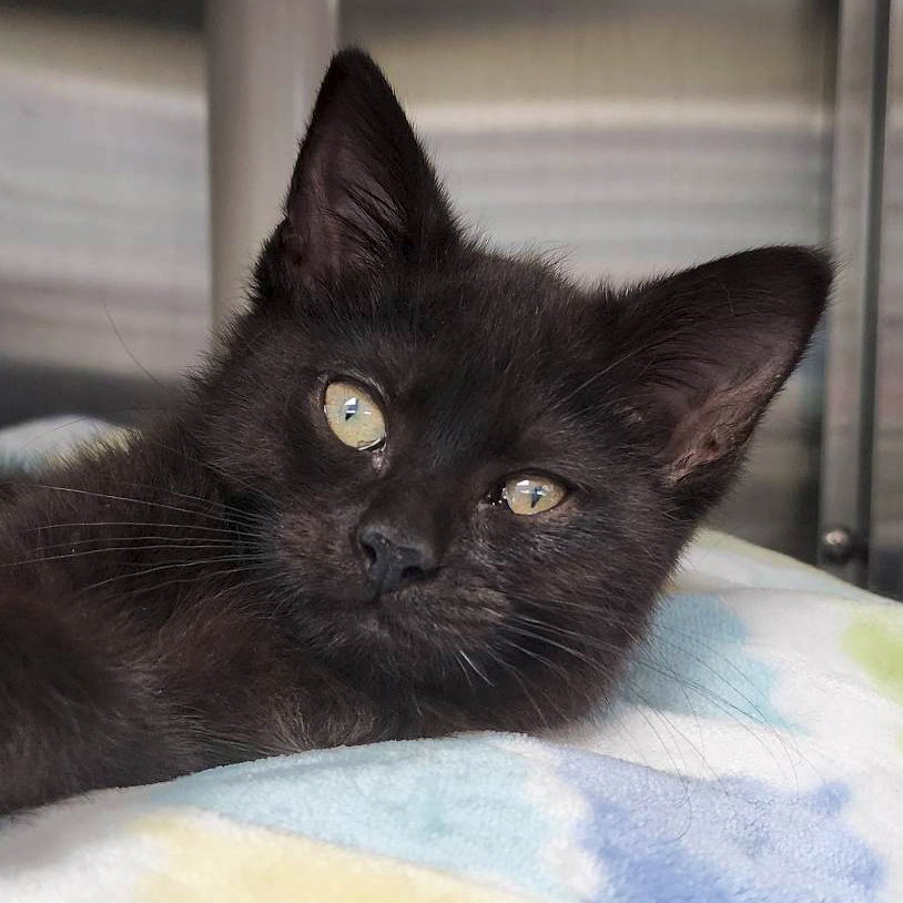 Adoptable Cats — Humane Society of Jefferson County, Wisconsin