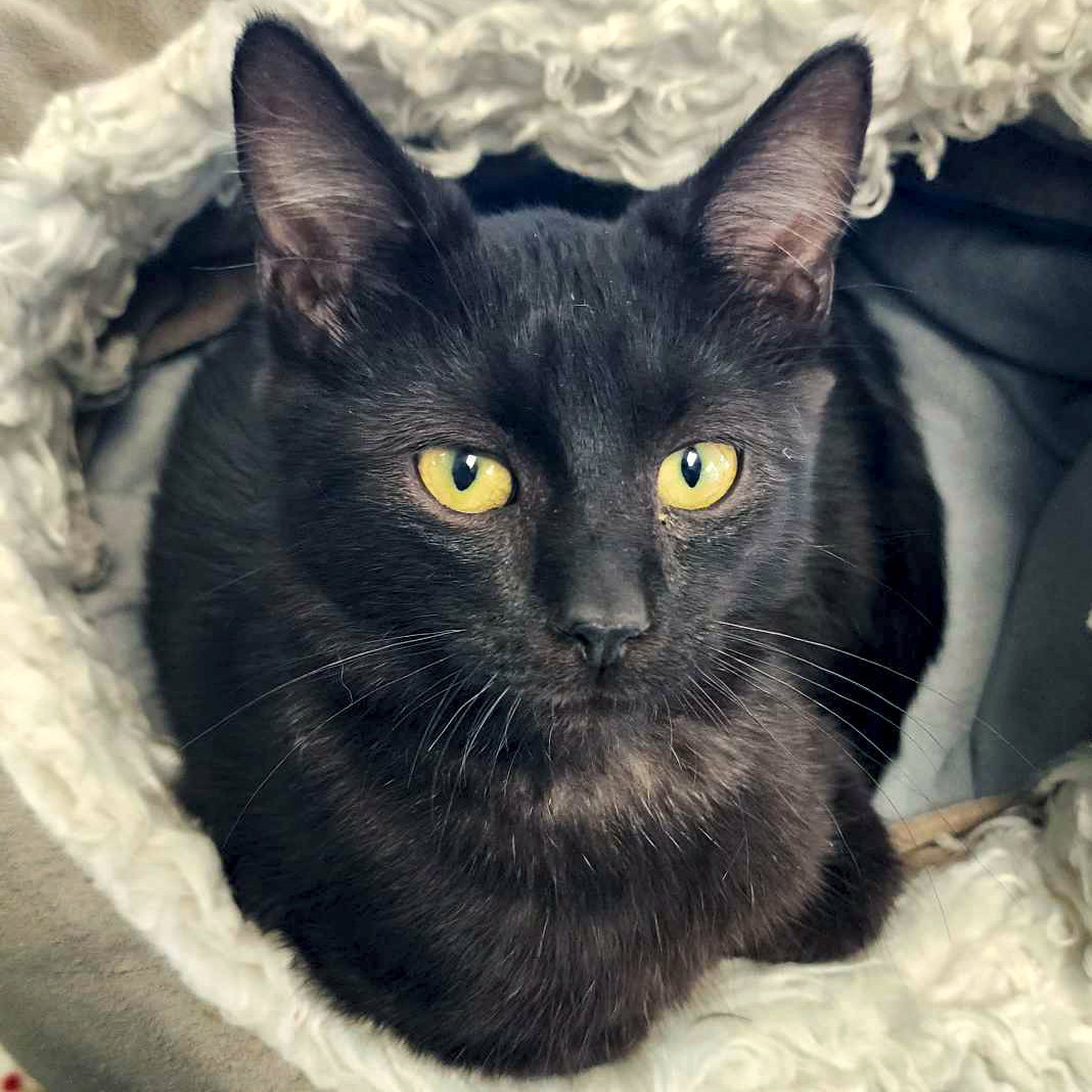 Adoptable Cats — Humane Society of Jefferson County, Wisconsin