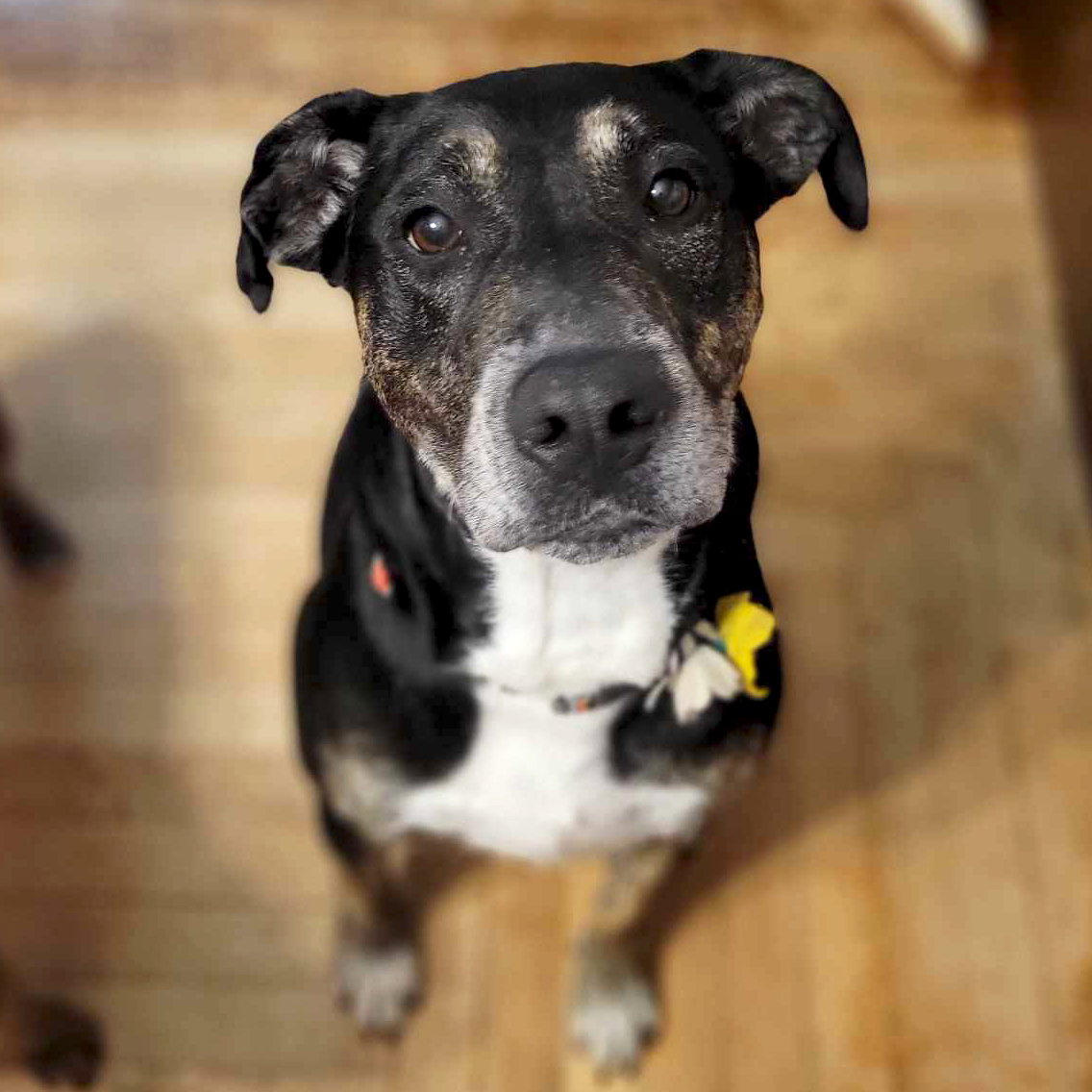 Adoptable Dogs — Humane Society of Jefferson County, Wisconsin