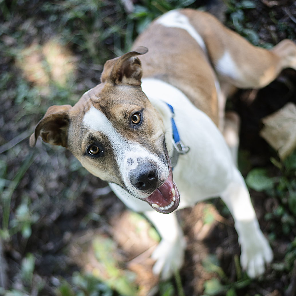 Adoptable Dogs — Humane Society of Jefferson County, Wisconsin