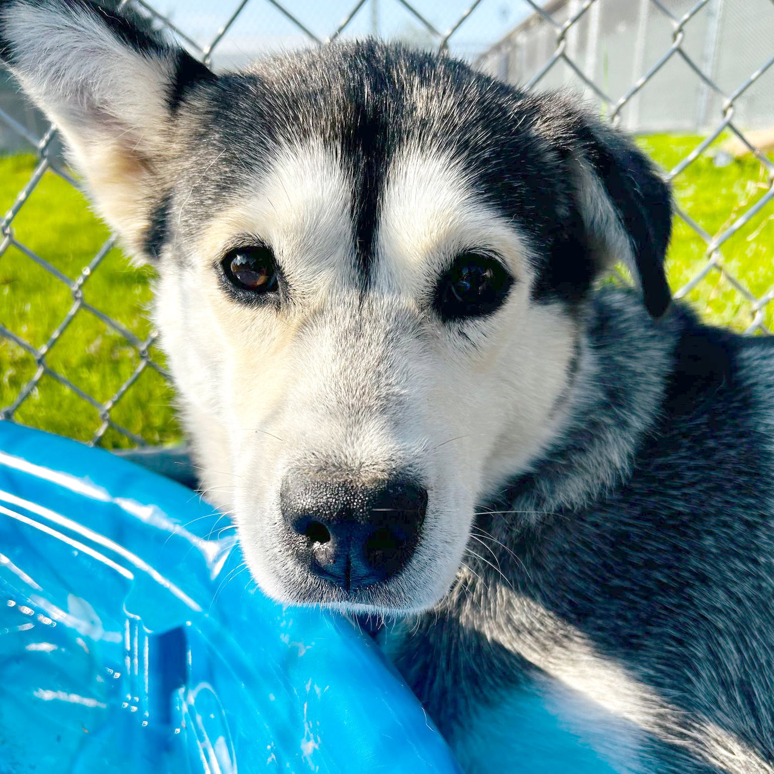 Adoptable Dogs — Humane Society of Jefferson County, Wisconsin