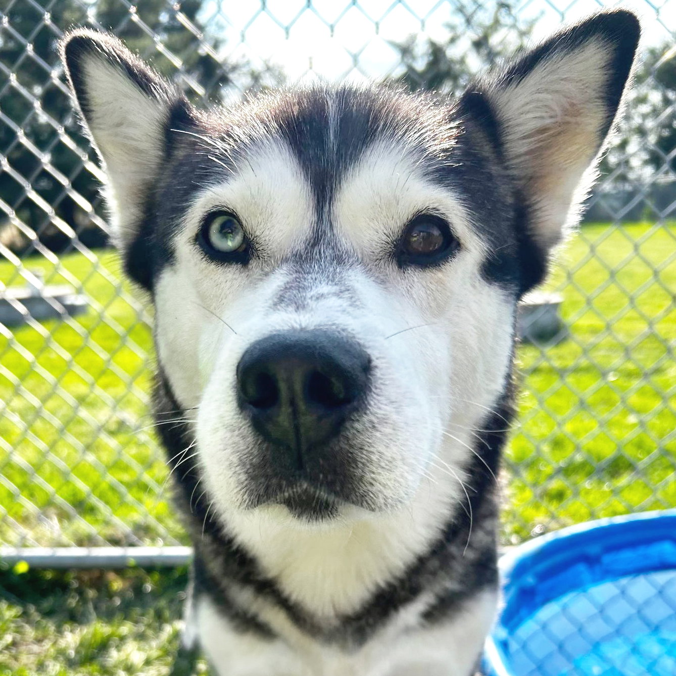 Adoptable Dogs — Humane Society of Jefferson County, Wisconsin