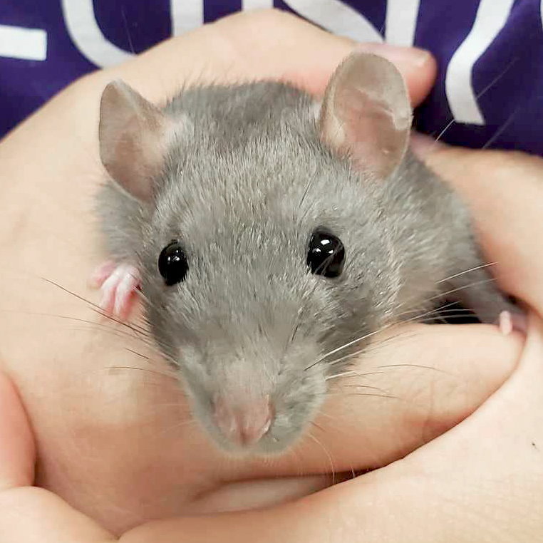 Rat adoption in Fort Atkinson, WI 53538: Rat (short coat) Rat "Wiggles"