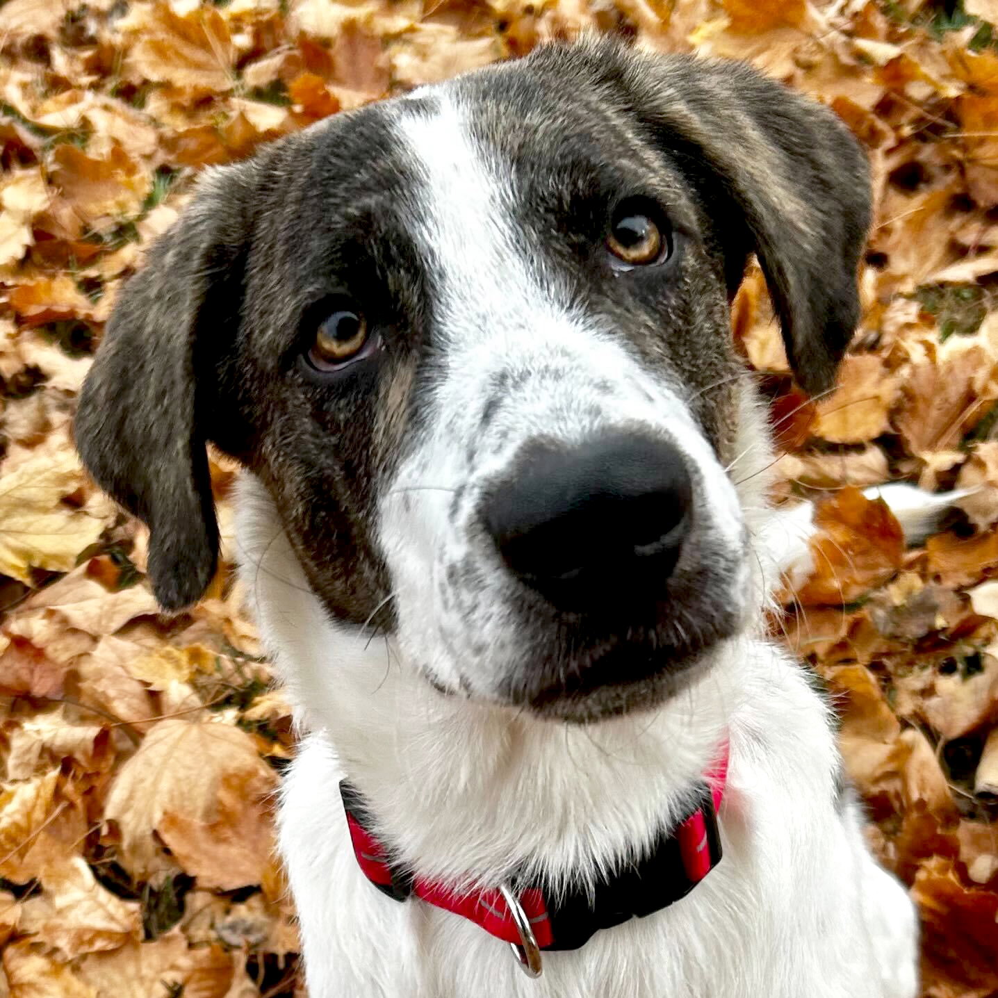 Dog for Adoption - Jason, a Labrador Retriever in West Bend, WI | Alpha Paw