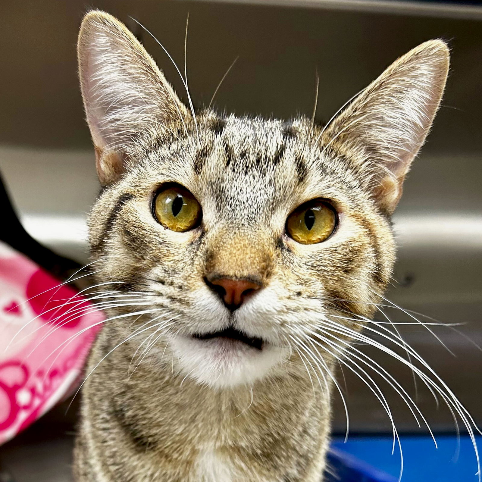 Adoptable Cats — Humane Society of Jefferson County, Wisconsin