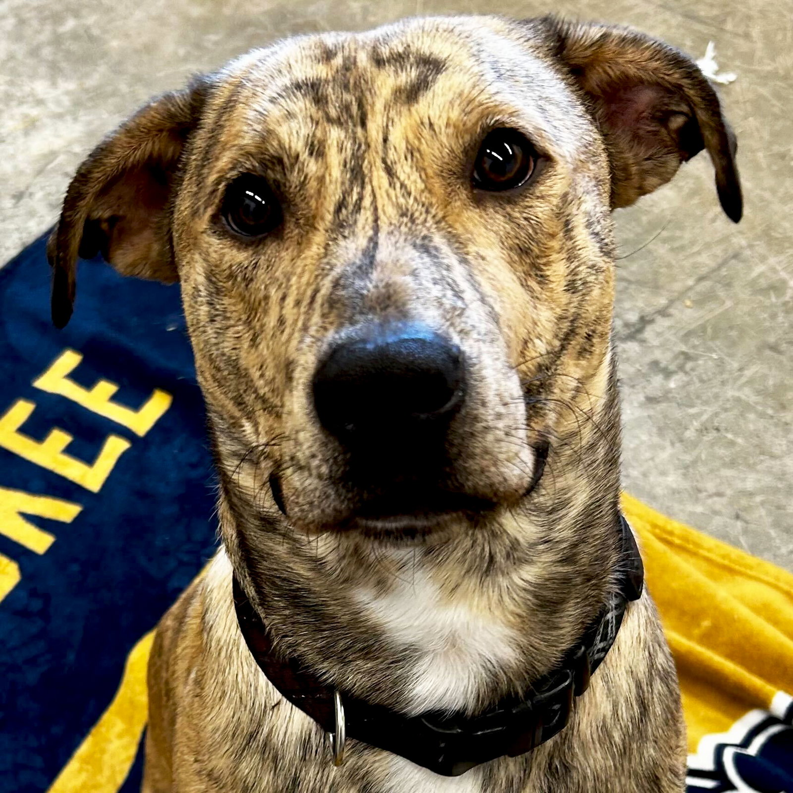 Adoptable Dogs — Humane Society of Jefferson County, Wisconsin