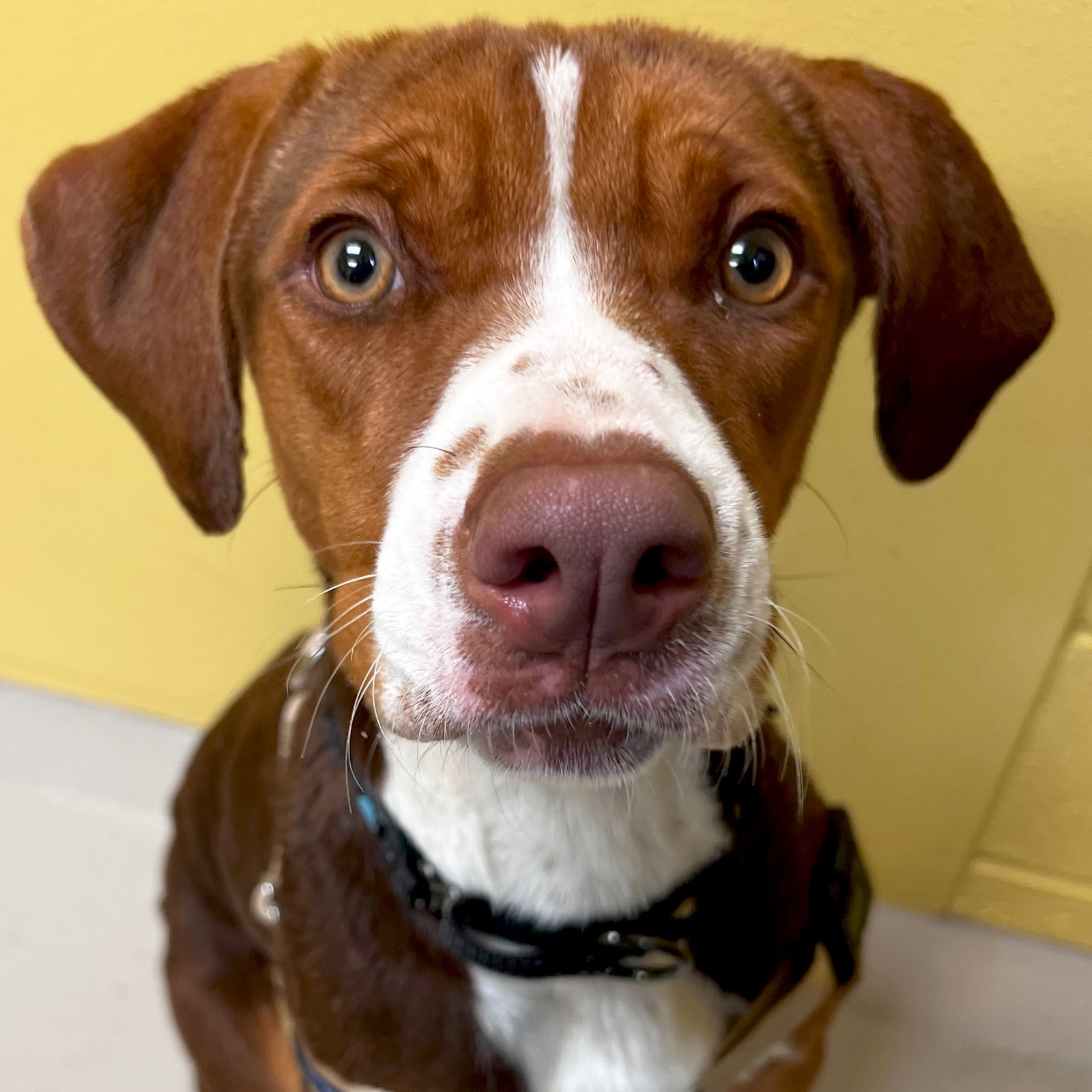 Adoptable Dogs — Humane Society of Jefferson County, Wisconsin
