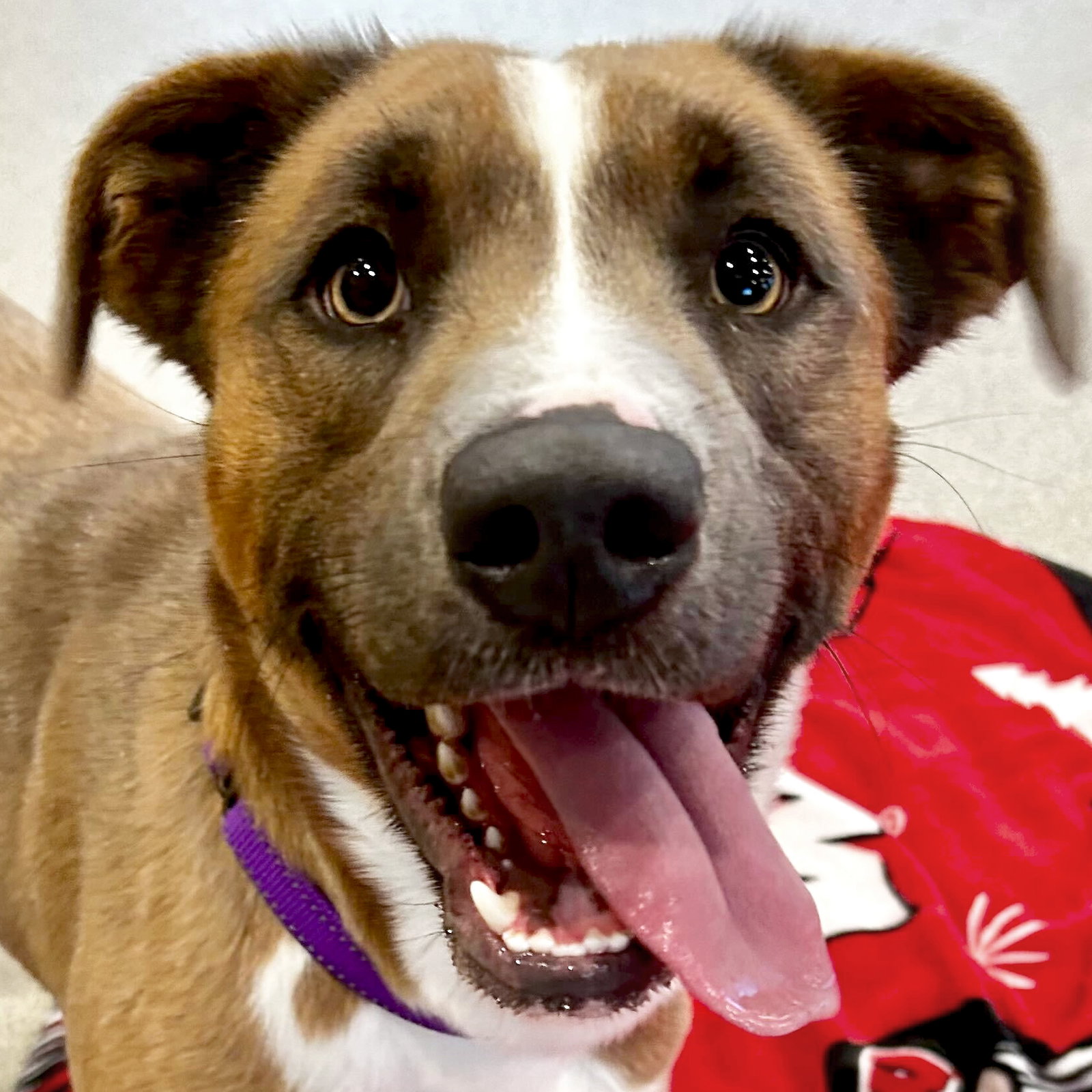 Adoptable Dogs — Humane Society of Jefferson County, Wisconsin