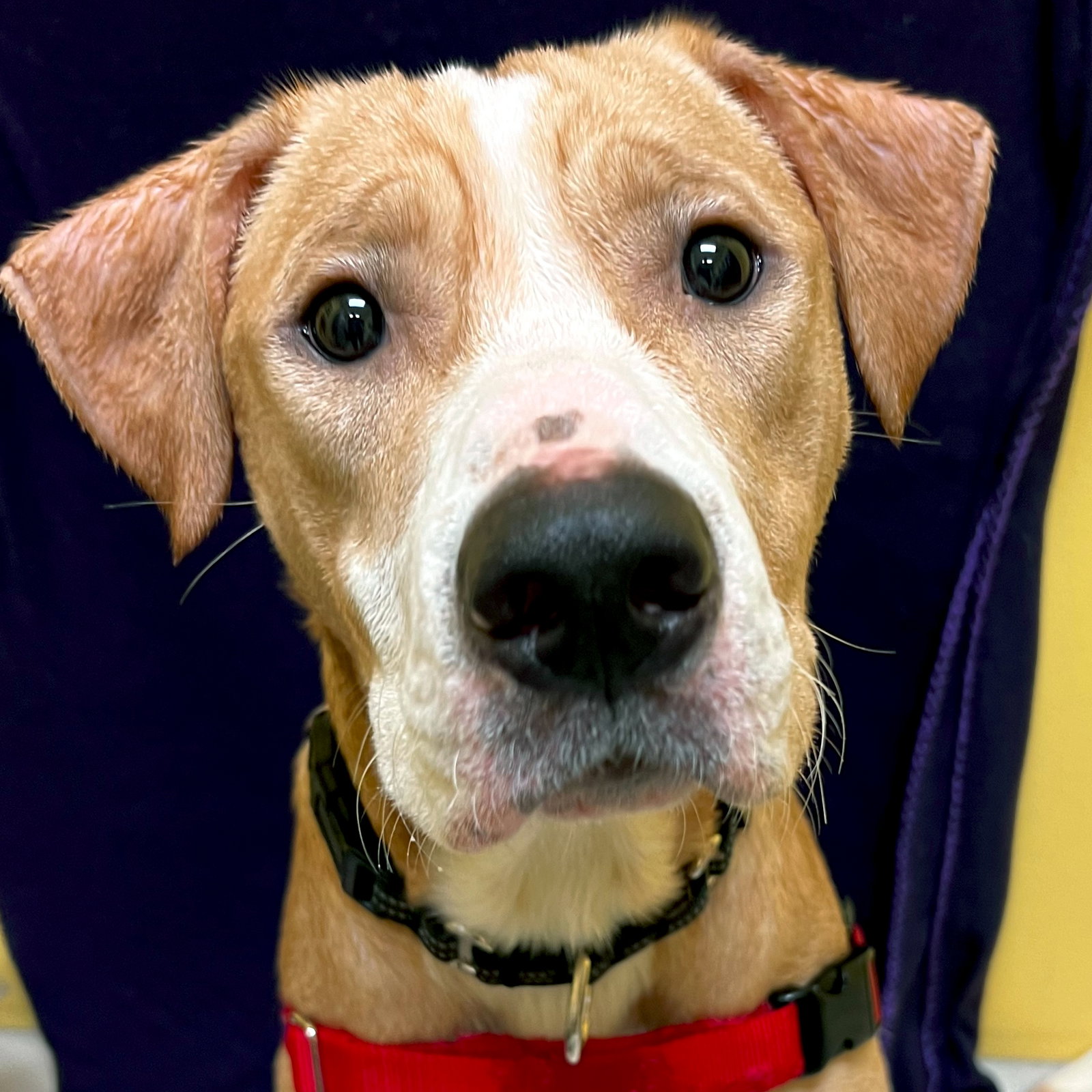 Adoptable Dogs — Humane Society of Jefferson County, Wisconsin
