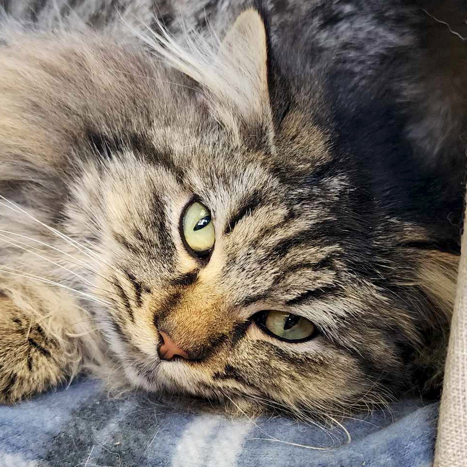 Adoptable Cats — Humane Society of Jefferson County, Wisconsin