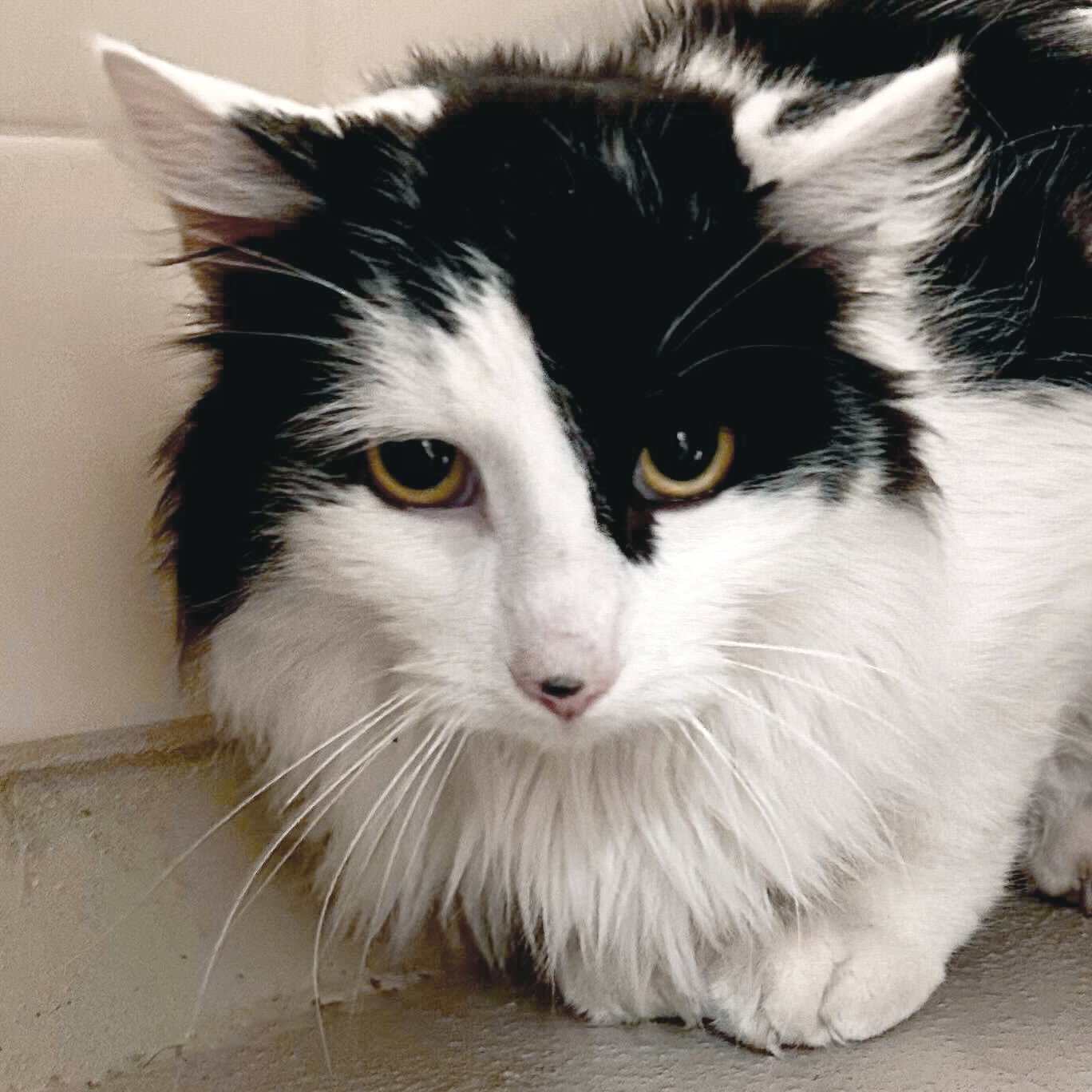 Adoptable Cats — Humane Society of Jefferson County, Wisconsin