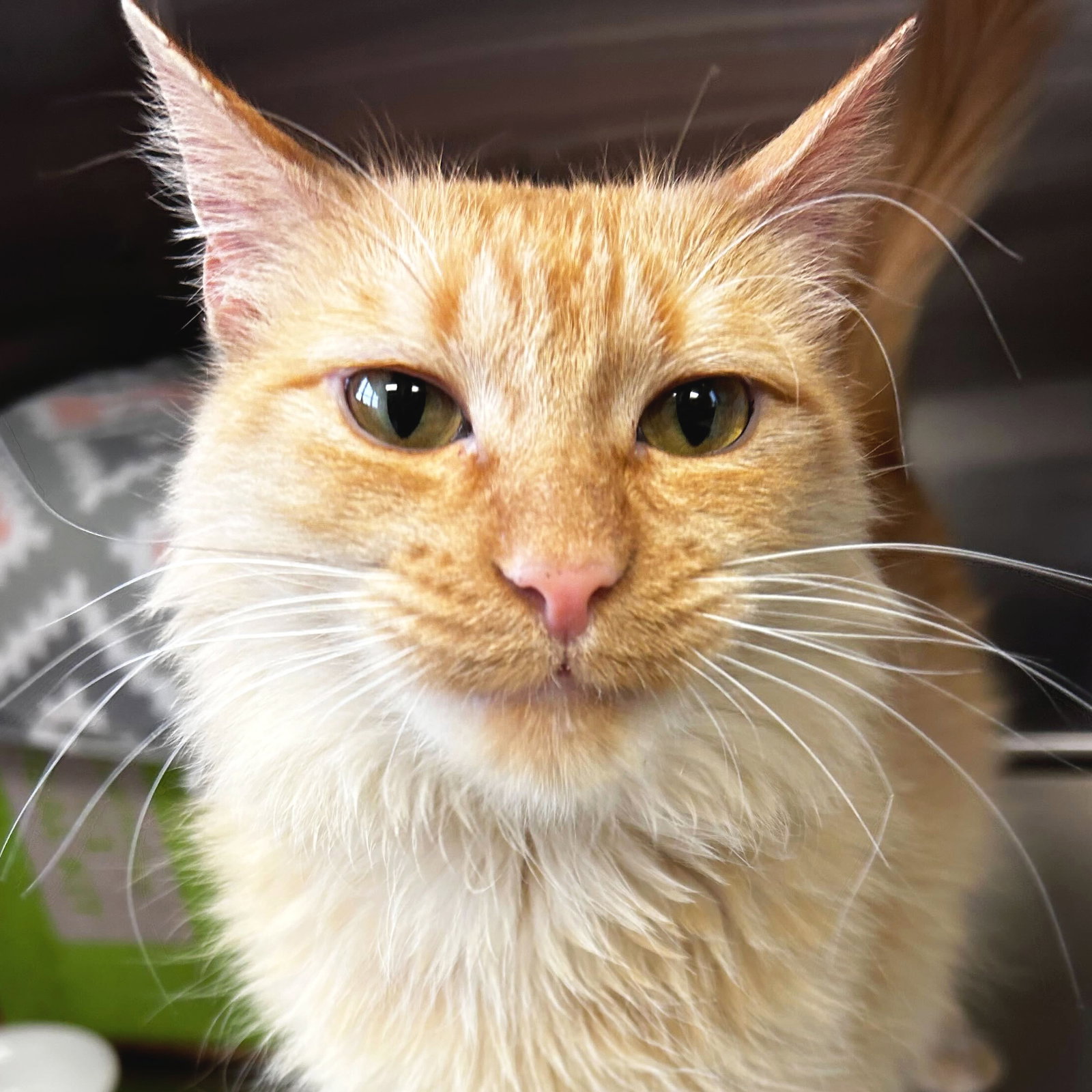 Adoptable Cats — Humane Society of Jefferson County, Wisconsin
