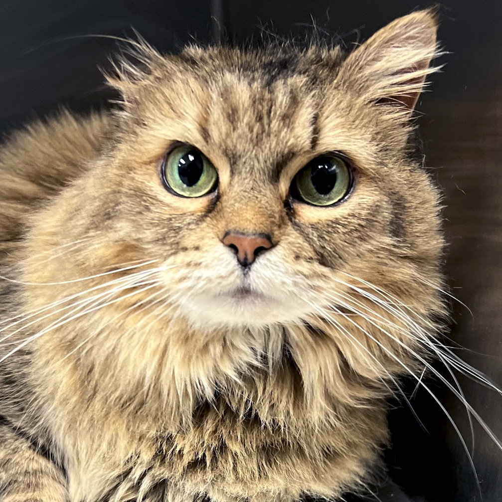 Adoptable Cats — Humane Society of Jefferson County, Wisconsin