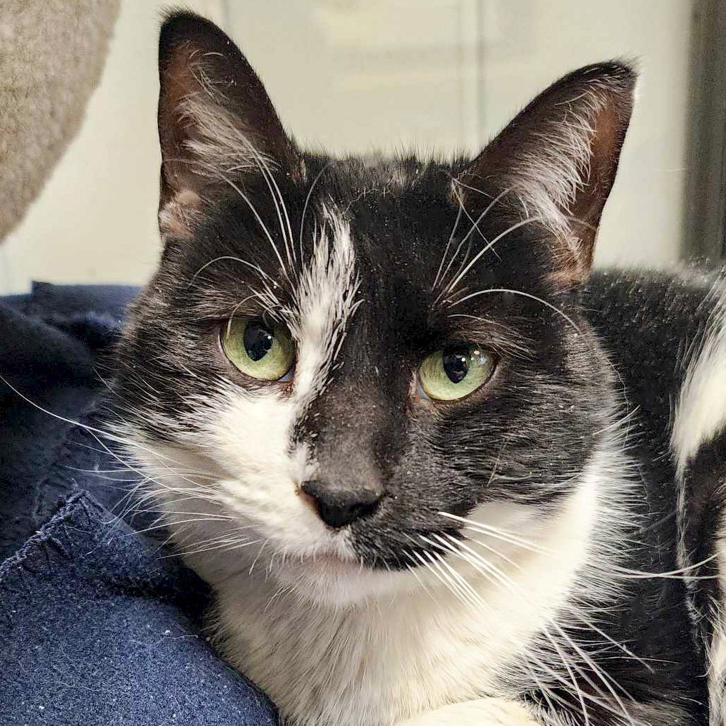 Cat adoption in Fort Atkinson, WI 53538: Domestic Short Hair (short ...